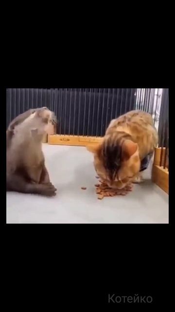 Кто быстрее? Кот или тюлень?