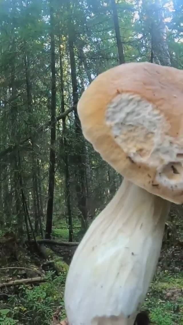 НАШЁЛ БЕЛЫЙ ГРИБ ГИГАНТ И ОБАЛДЕЛ. СРЕЗАТЬ ИЛИ ВЫКРУЧИВАТЬ ГРИБЫ? #лес #грибы #природа