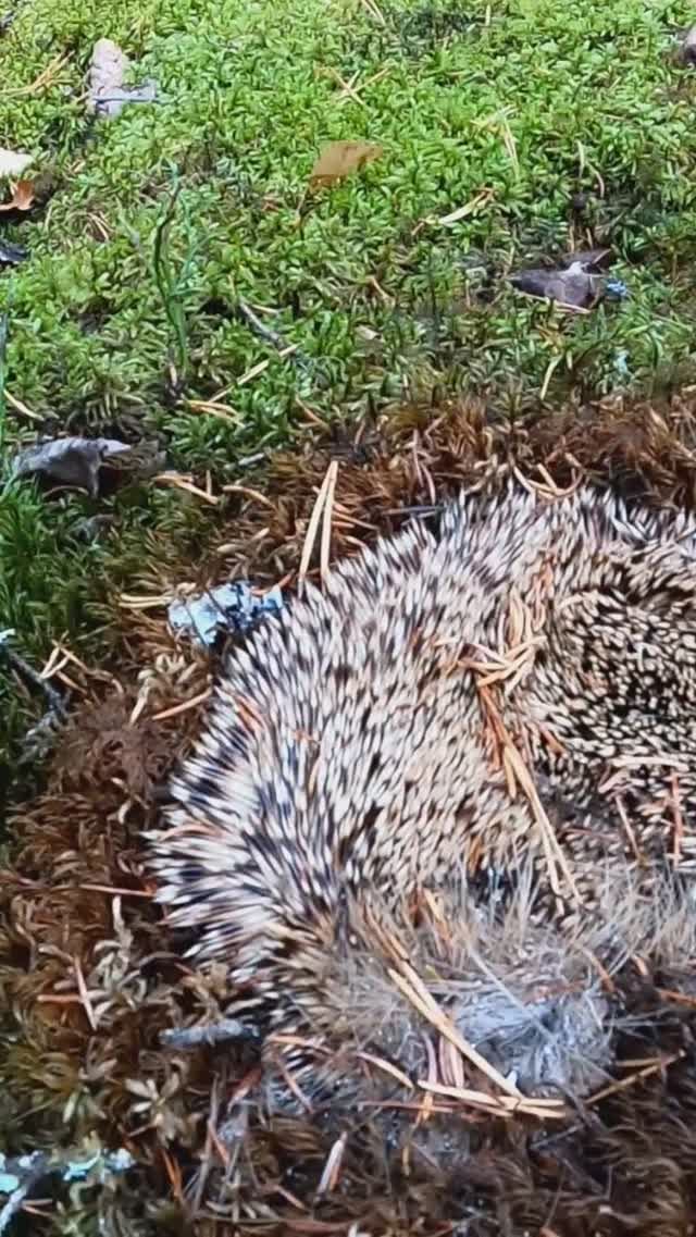 Грибник нашёл в лесу ЭТО и впал в СТУПОР! Один в тайге такого не ожидал...