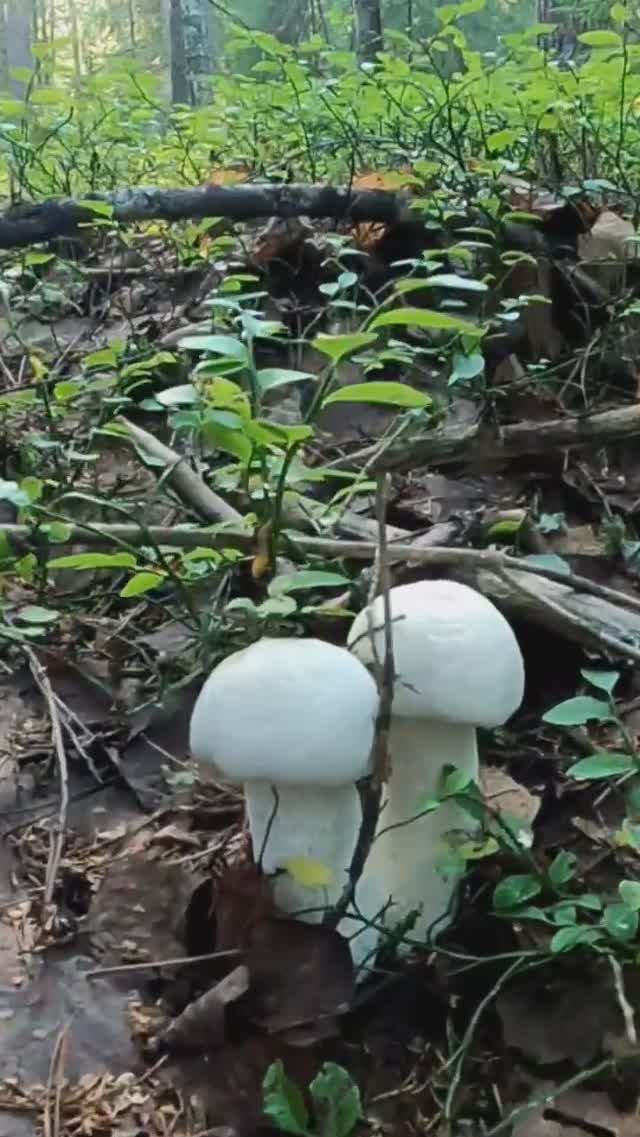 Грибник нашёл в лесу ЭТО и ОБАЛДЕЛ! Один в лесу ТАКОГО не ОЖИДАЛ...