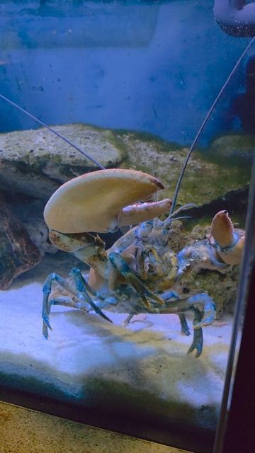 Зоопарк (Омар Американский)! | Zoo (American Lobster)!