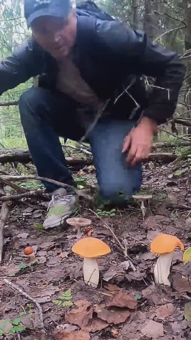 Глаза разбегались, руки тряслись, не знал за что браться! Зашёл в лес и обалдел, такого не ожидал.