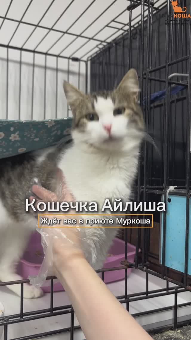 Айлиша ждёт вас в приюте #Муркоша
