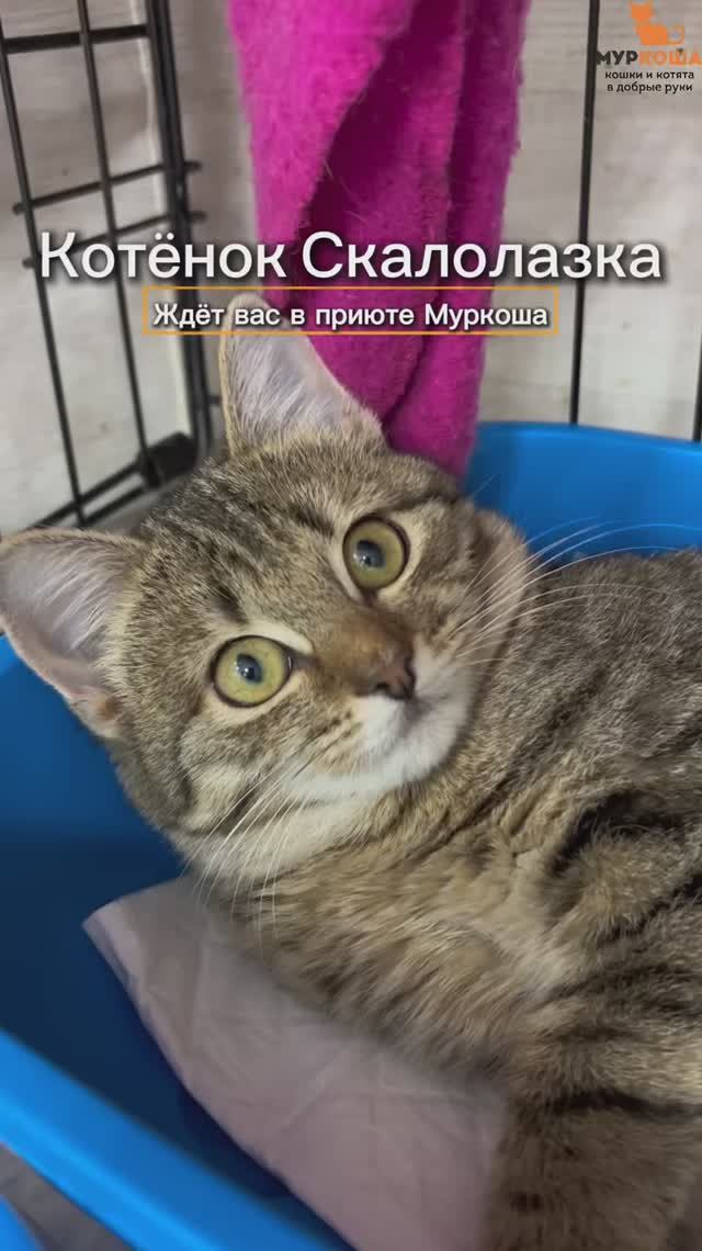 Скалолазка ждёт вас в приюте #Муркоша