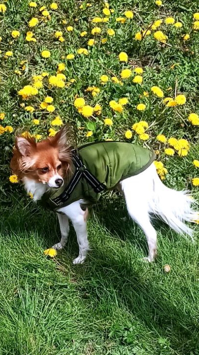 Гипноз!🧐 Когда хозяйка в телефоне!🥺😭 Утипутишка😍 #русскийтой #йоркширскийтерьер