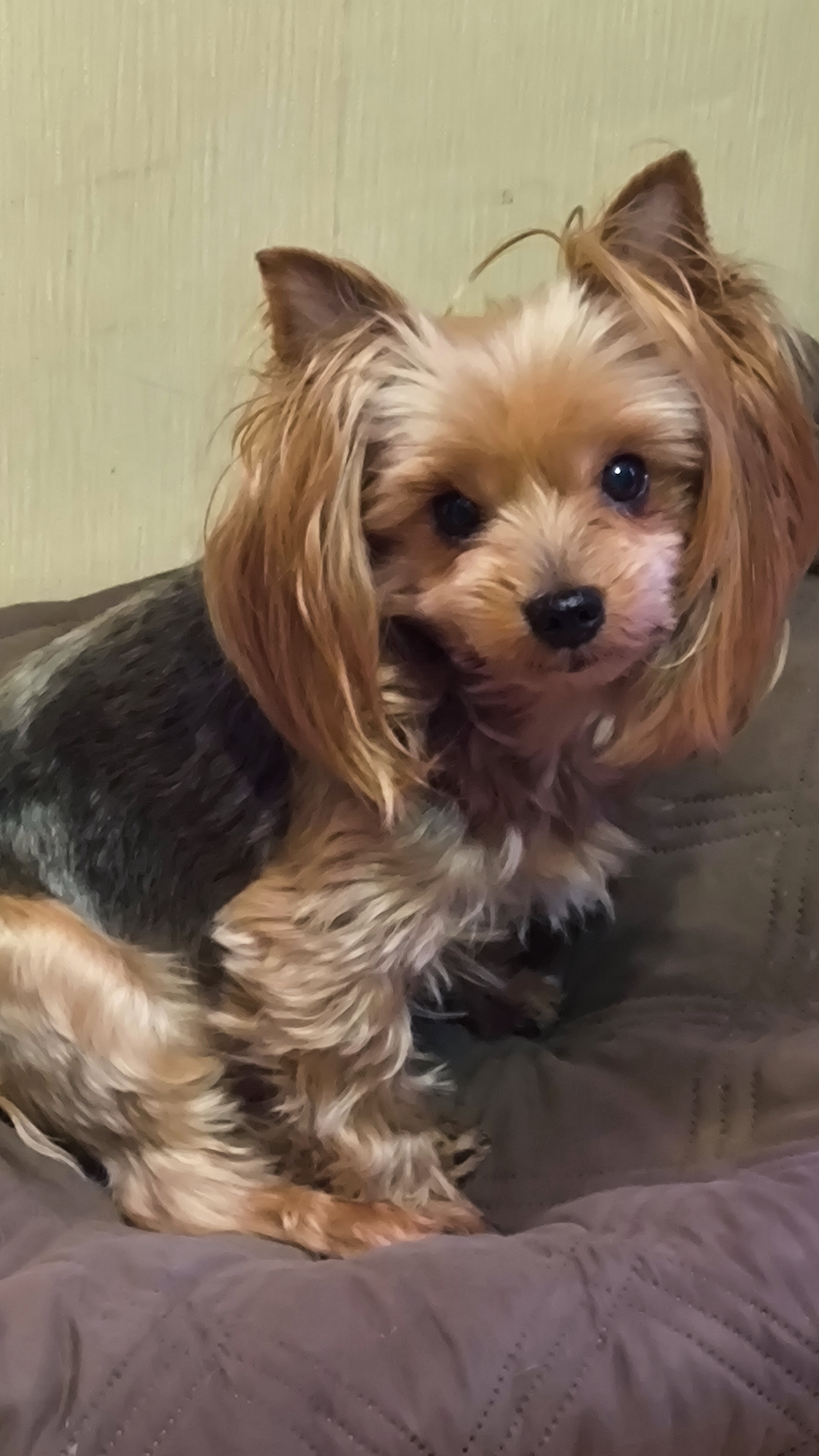 Нашлась собака!💥Долго искали!?
#русский-то #йоркширскийтерьер