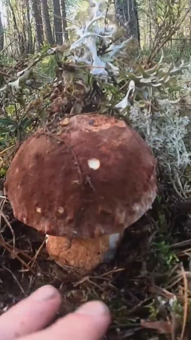 ВСЮ жизнь МЕЧТАЛ попасть в ЭТОТ ЛЕС! Нашёл это ЧУДО и ОБАЛДЕЛ. #грибы #лес #mushroom