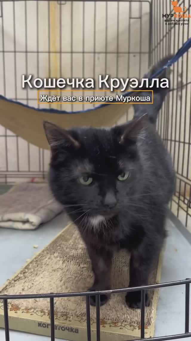 Круэлла ждёт вас в приюте #Муркоша