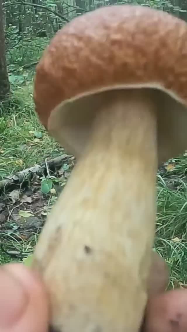 НЕЛЮДИ ЗАСЕРАЮТ ЛЕС! ГРИБНИК В ШОКЕ В ЛЕСУ! ТАКАЯ КРАСОТА КРУГОМ...