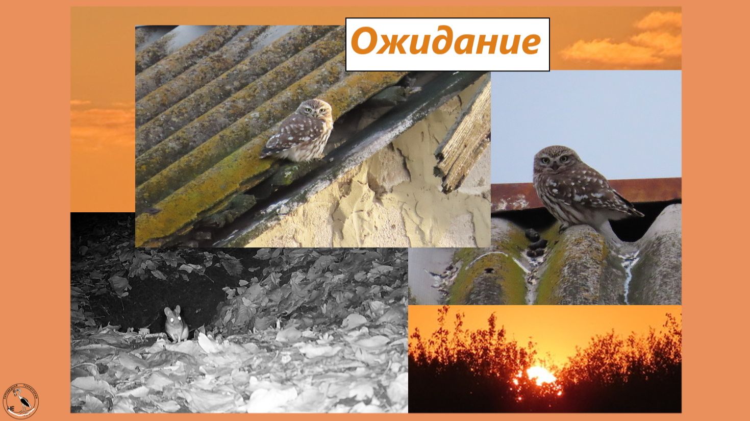 Ожидание. Сыч и мышь