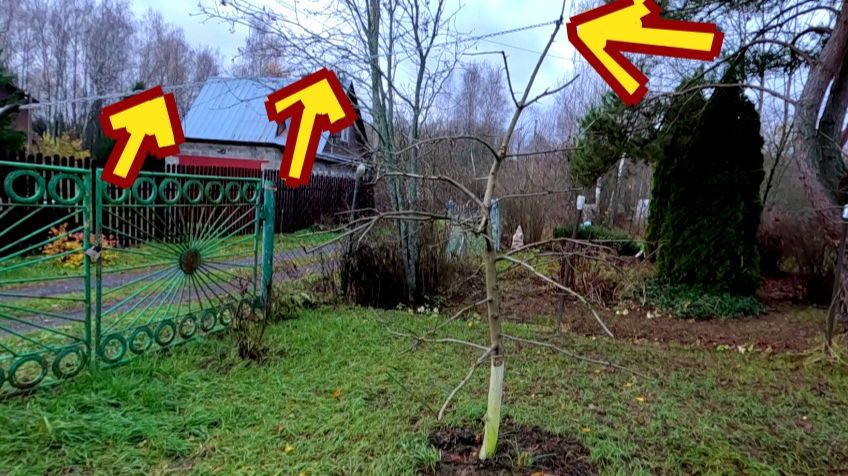 Цепью выпрямляю кривую яблоню и провожу её обрезку