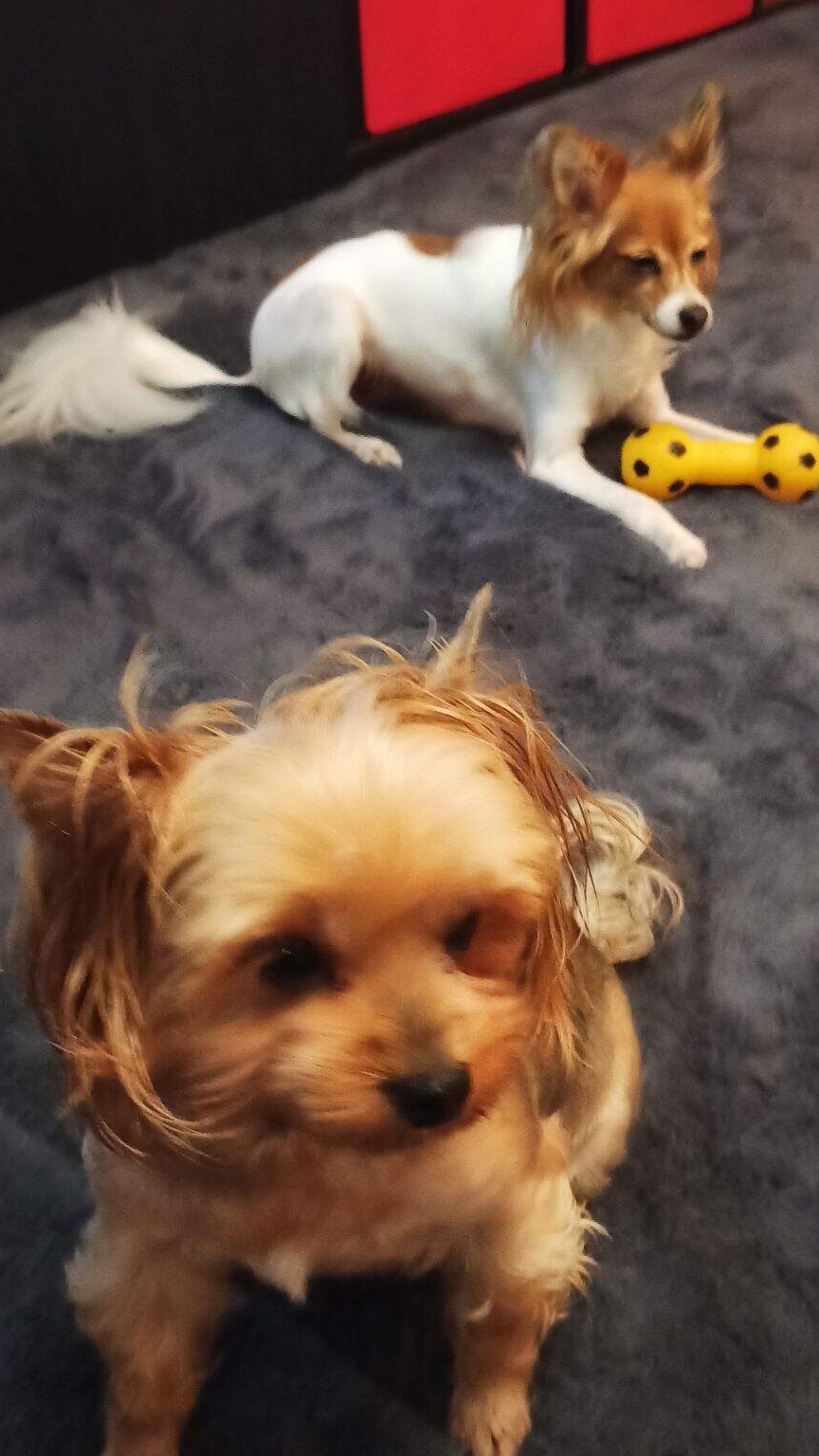 Дело было вечером, делать было нечего😀 #русскийтой #йоркширскийтерьер