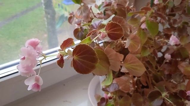 Бегония вечноцветущая: как растет в комнатных условиях