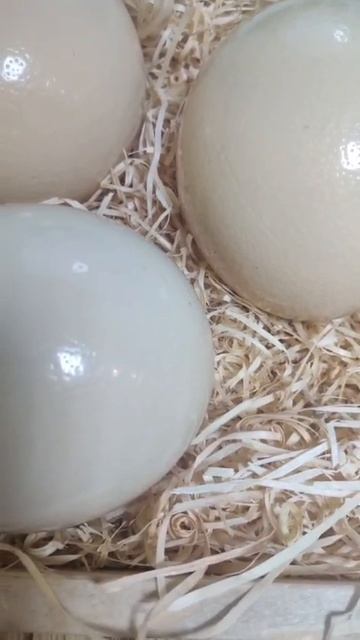 Яйцо черного африканского страуса