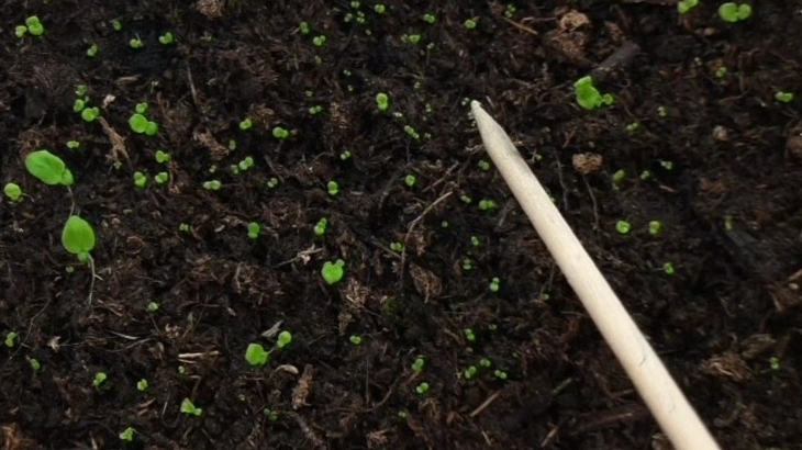 Посев семян