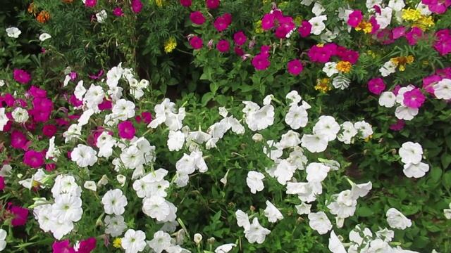 Как поливать кустовую петунию в грунте