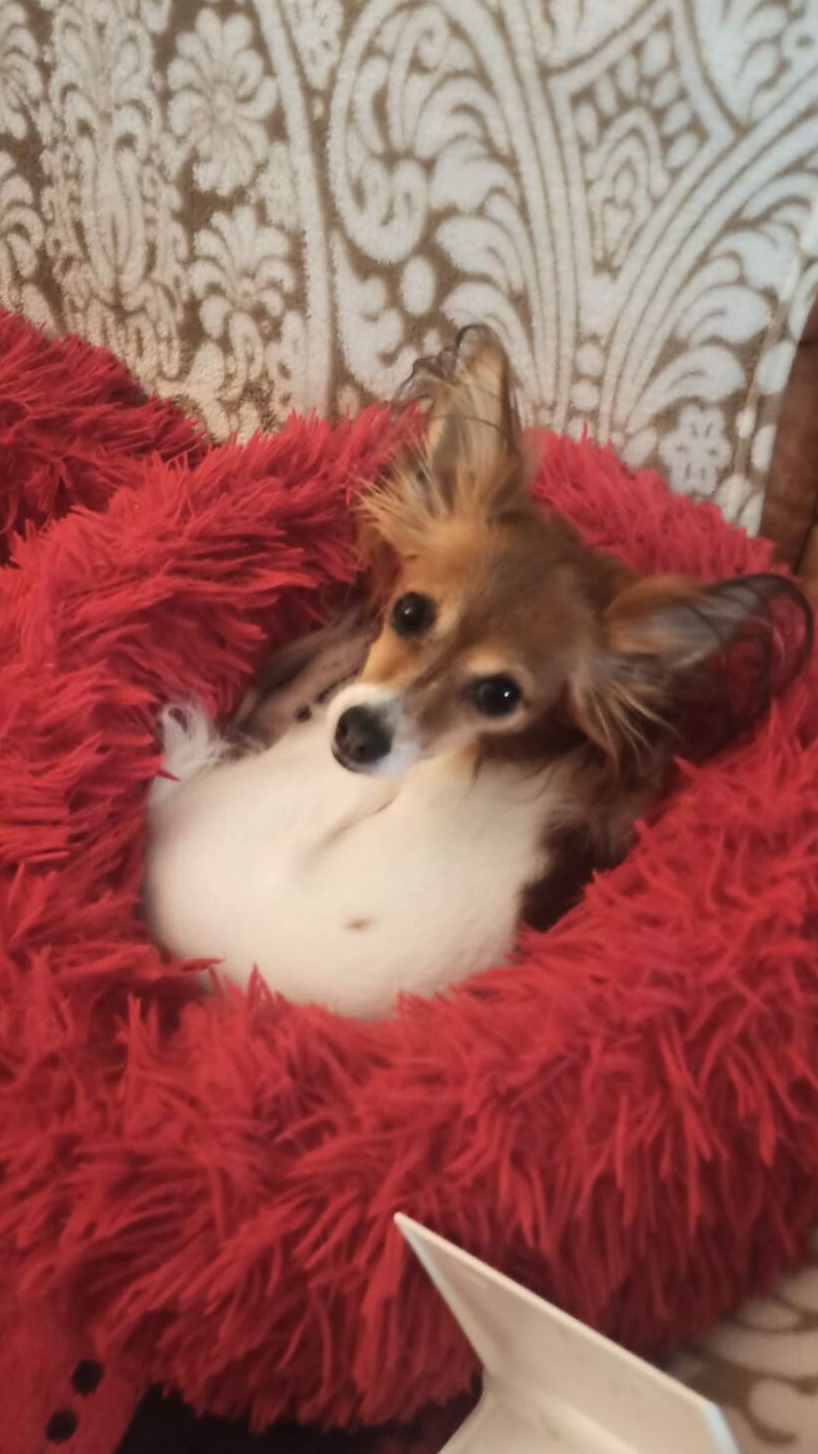 Охранник😎одеяла в деле!😂#русскийтой  #йоркширскийтерьер