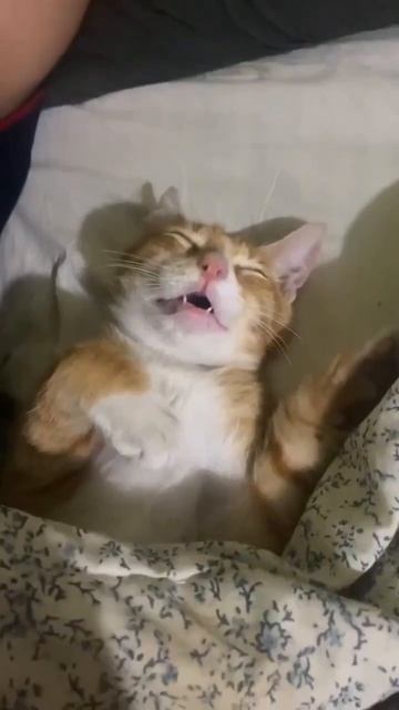 Х-р-р-р-р-р.. Хрррррррр..