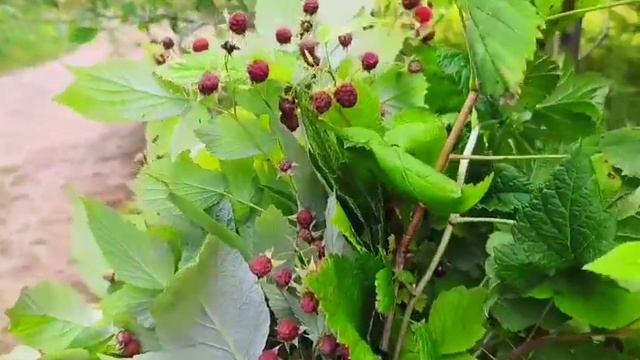 Собираю травы для чайного сбора