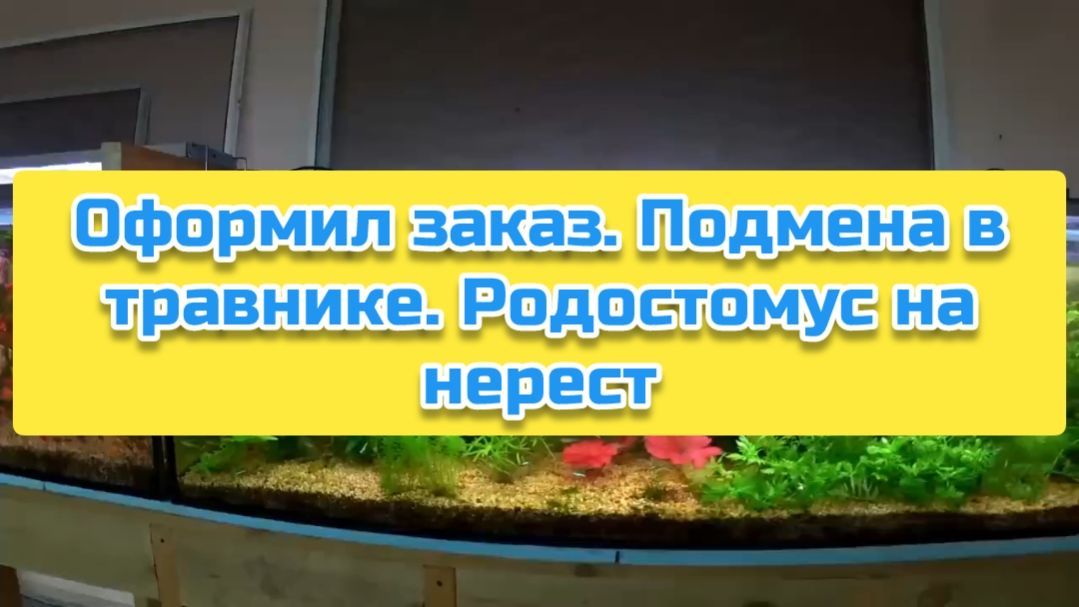 Оформил заказ. Подмена в травнике. Родостомус на нерест