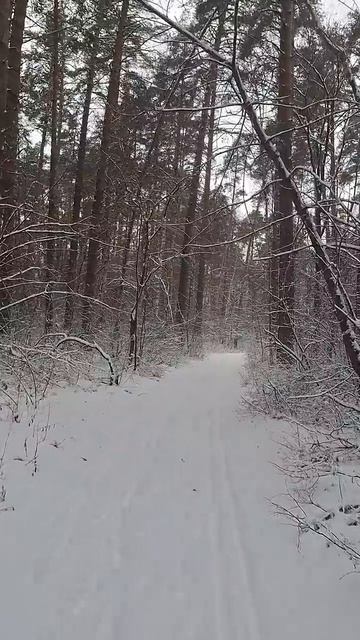 Зимняя магия Лебяжьего озера!