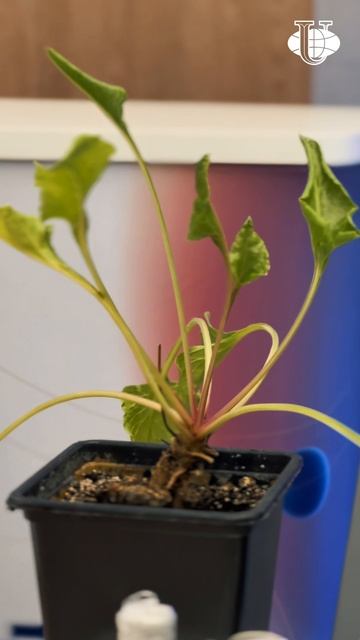 Нужна ли растениям гравитация?