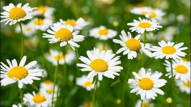 Родинка. Кузнецов Юрий Поликарпович