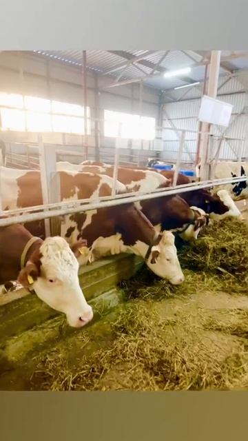 Инклюзивный туризм Истра