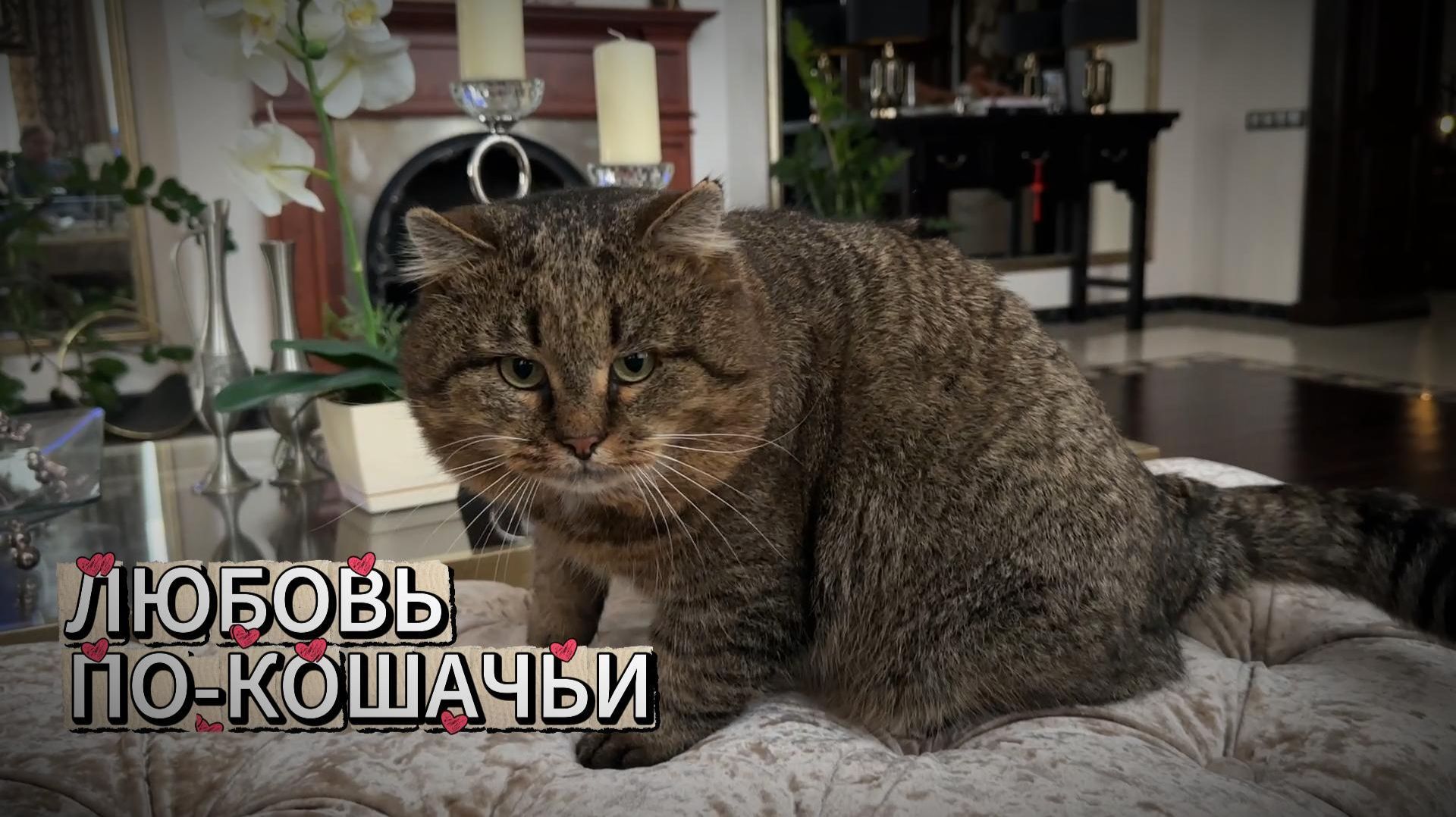 ЛЮБОВЬ по-кошачьи. Рассказывают Кот Барсик и Таня.