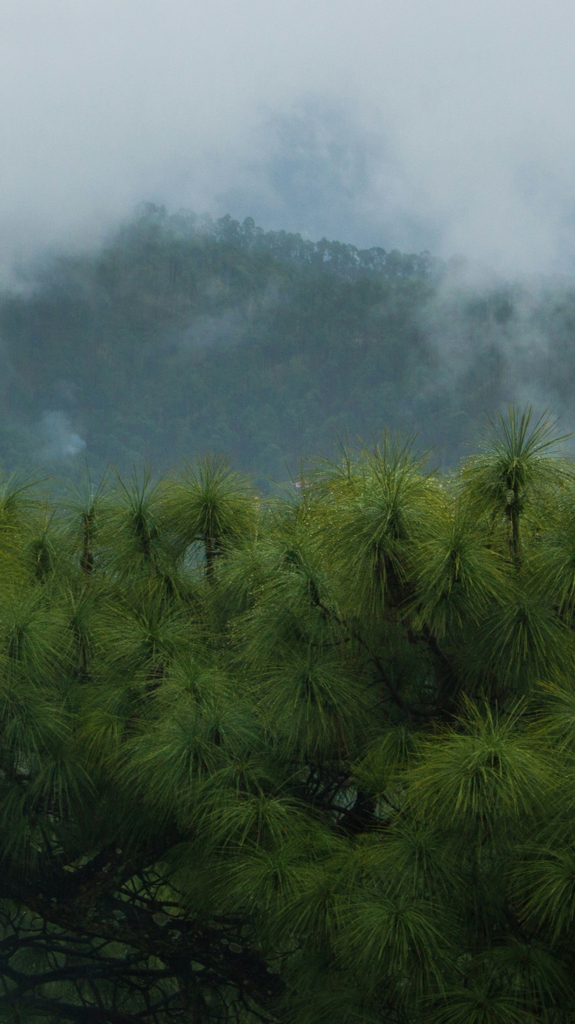 название для шортста назвпние длч шортс нащвание дья шортс