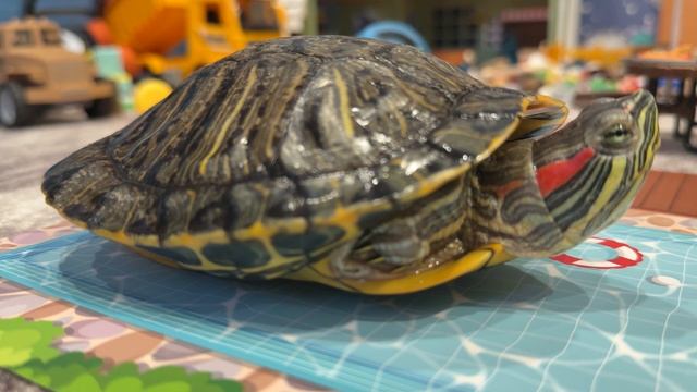 Красноухая черепаха наблюдение за ней рядом Панда и зайчонок