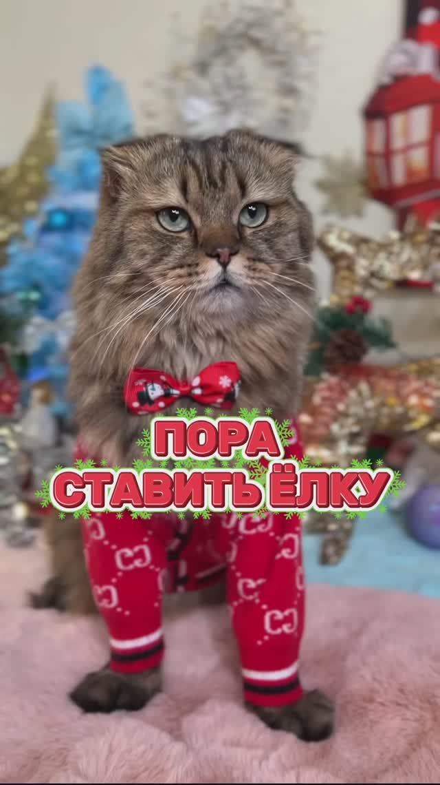 А вы поставили елку?🎄😸 #котики #юмор #скороновыйгод