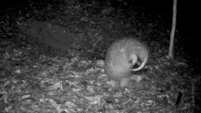 УРОЖАЙНАЯ НЕДЕЛЯ В ДЕКАБРЕ