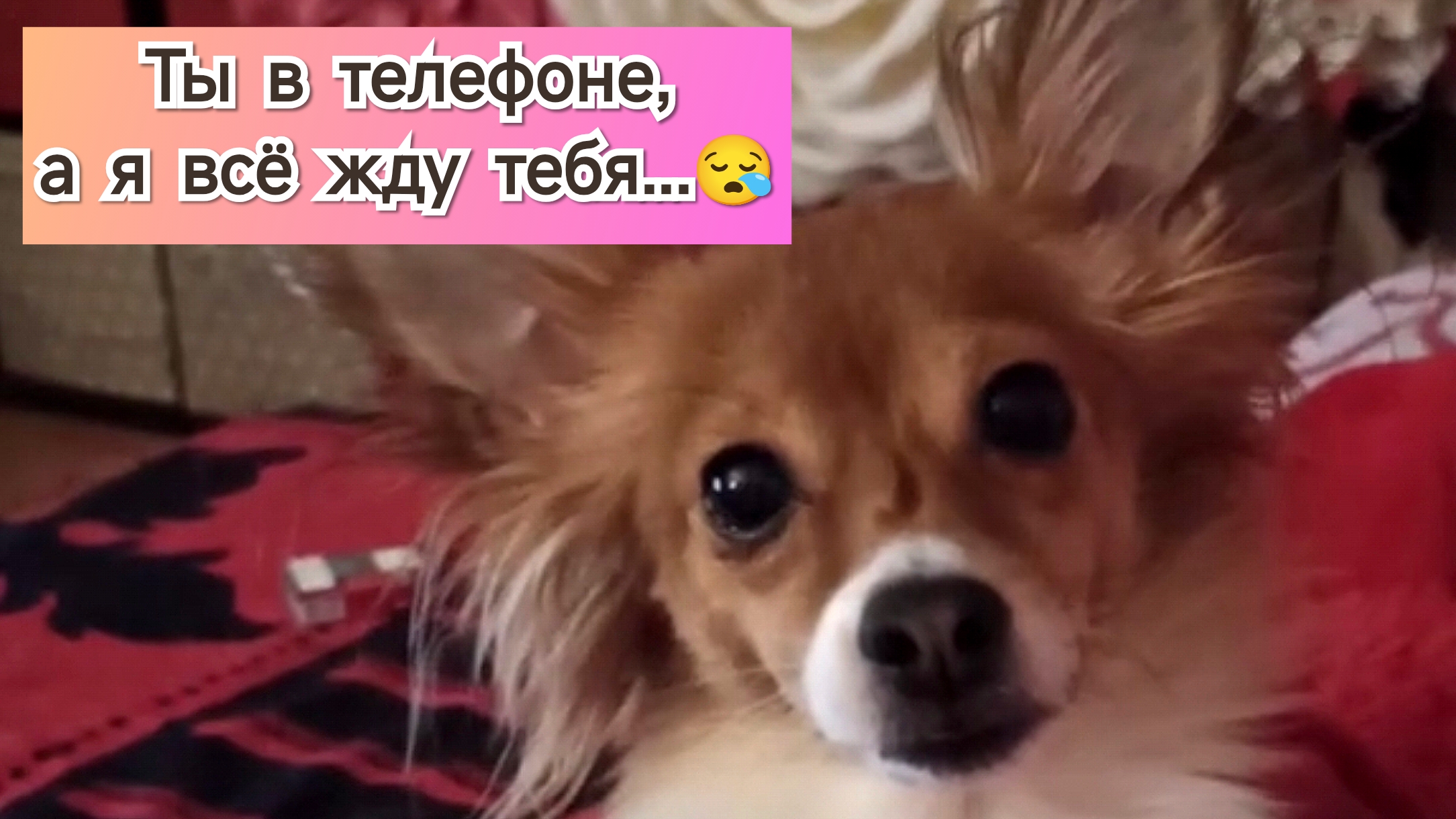 Гипноз!🧐 Когда хозяйка в телефоне!🥺😭 Утипутишка😍 #русскийтой #йоркширскийтерьер