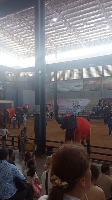 Этих слонов учат рисовать — зачем? Что скрывает шоу слонов в Nong Nooch?