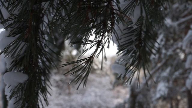 В Свердловской области стартовали профилактические рейды по лесам. Панорама 16.12.25