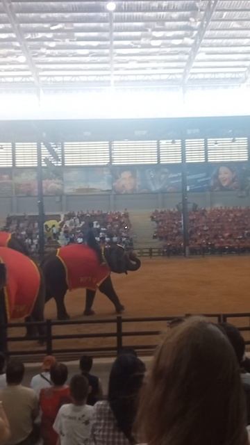 Он не верит, что слон бросил 3-очковый Что скрывает шоу слонов в Nong Nooch?