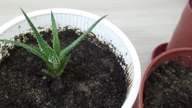 Хавортия Зебра или полосатая: лучший суккулент для начинающих, делюсь секретами ухода