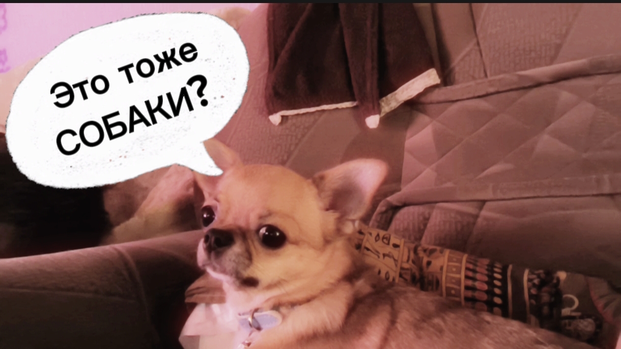 Собака смотрит передачи о животных. 16-12-2025