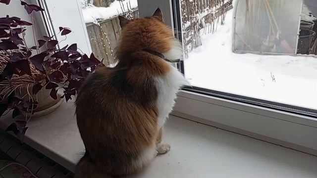 Моя киса Муся