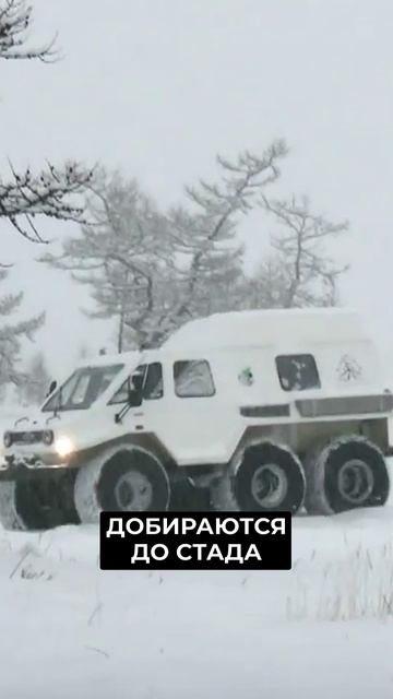 📍Ямальские овцебыки пополнят коллекцию Пермского зоопарка #новости #янао