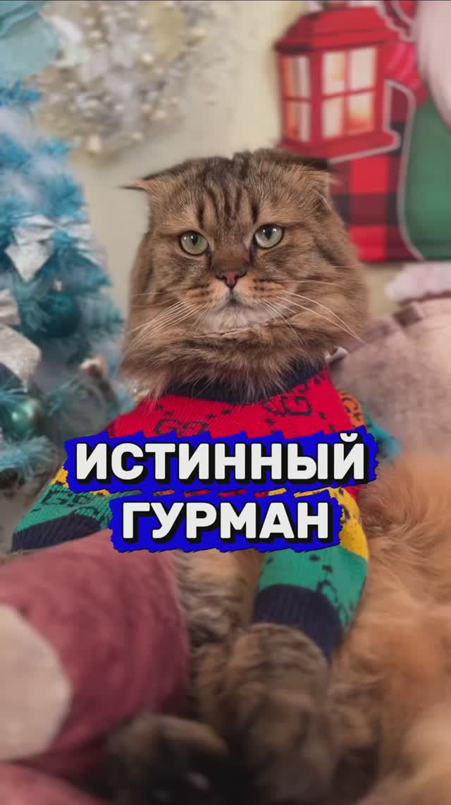 Истинный гурман😹 #котики #юмор #животные