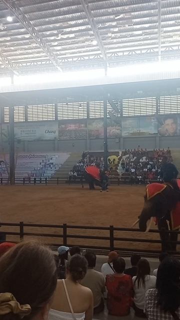 Боулинг по-тайски: слон vs кегли Что скрывает шоу слонов в Nong Nooch?