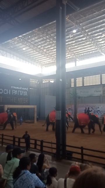 Священное животное или аттракцион? Что скрывает шоу слонов в Nong Nooch?