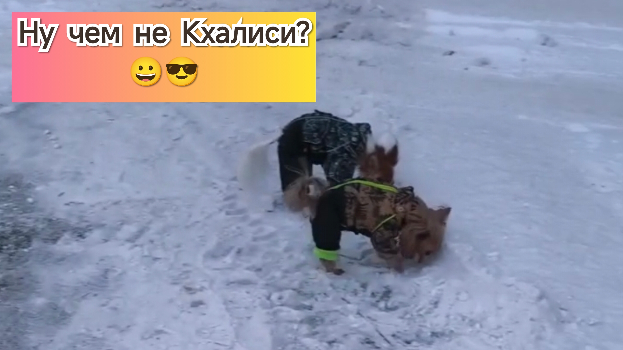 Кхалиси😎 - мать драконов 😂Снежок выпал, гулять!!!🎉#русскийтой #йоркширскийтерьер