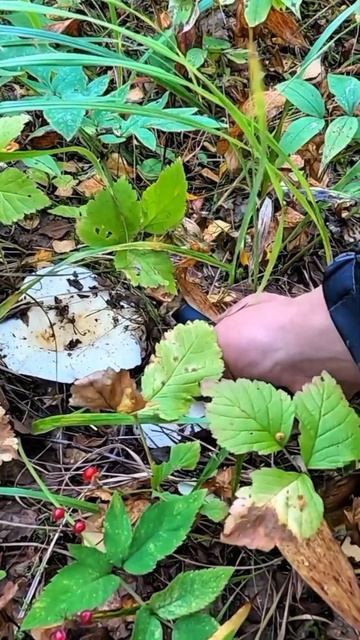 Белый груздь!