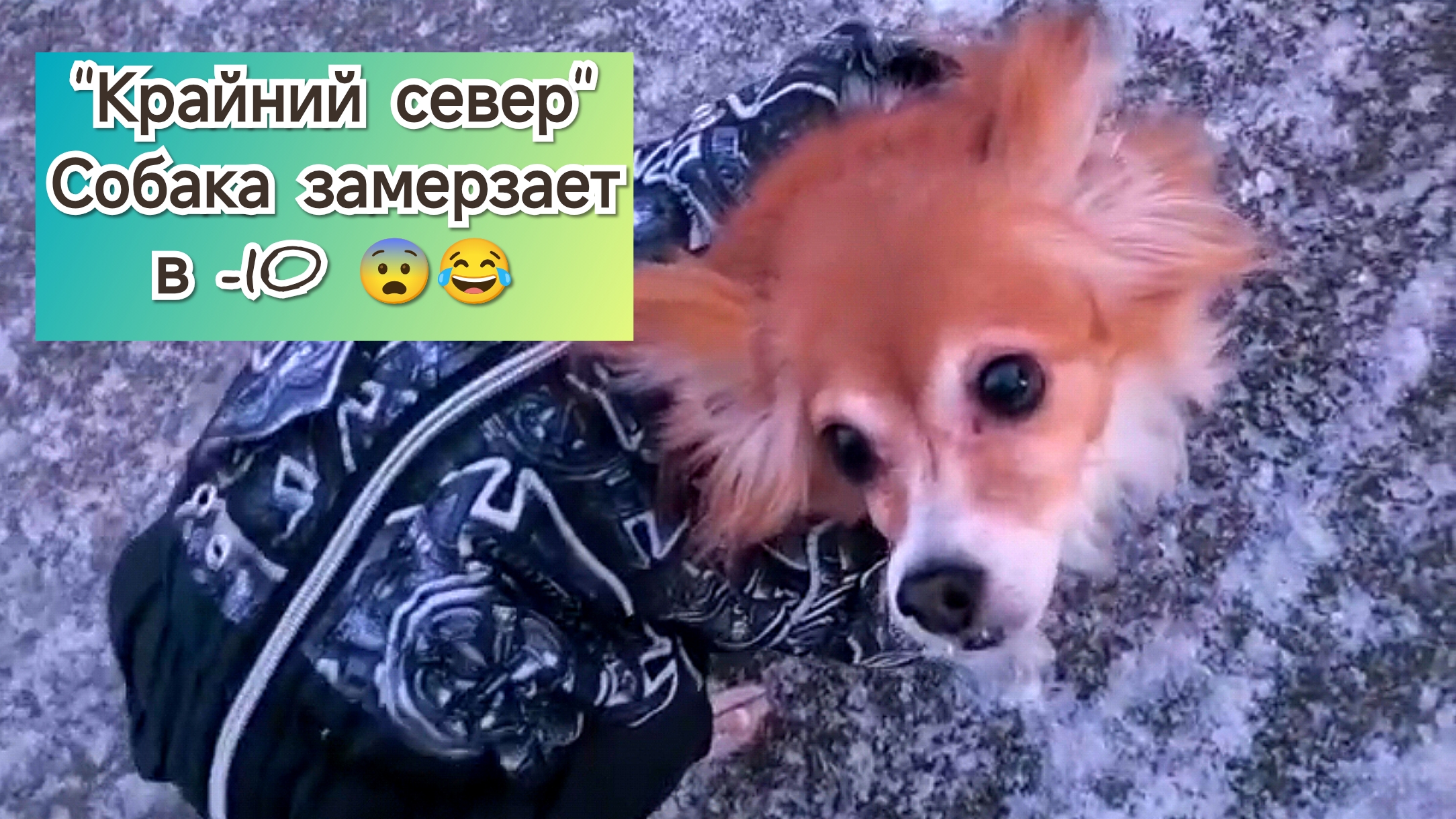Караул!😨 Заморозили собаку!🥺 Называется "погуляли"... #русскийтой #йоркширскийтерьер