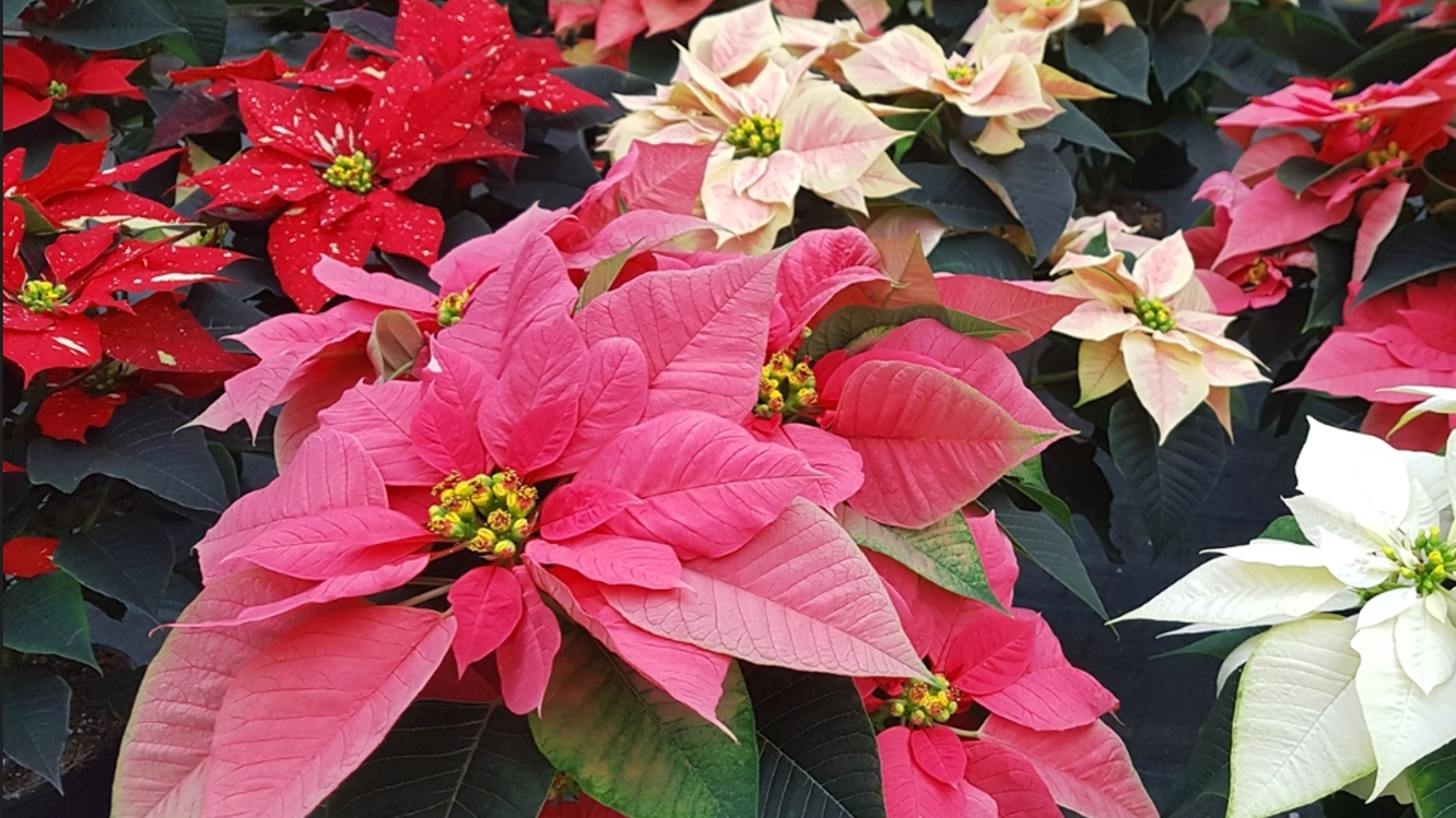 Обзор новинок пряжи. Шаль "Пуансеттия" из коллекции 12 месяцев.