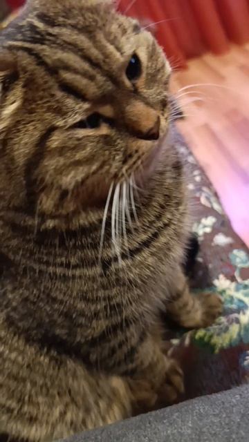 Зимний вечер с Барсиком