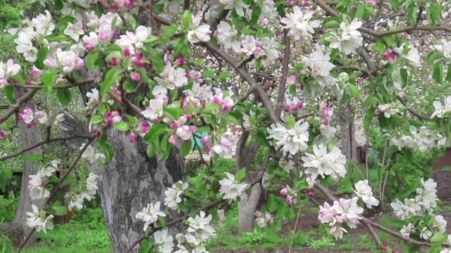 Нужно ли подкармливать цветущие яблони